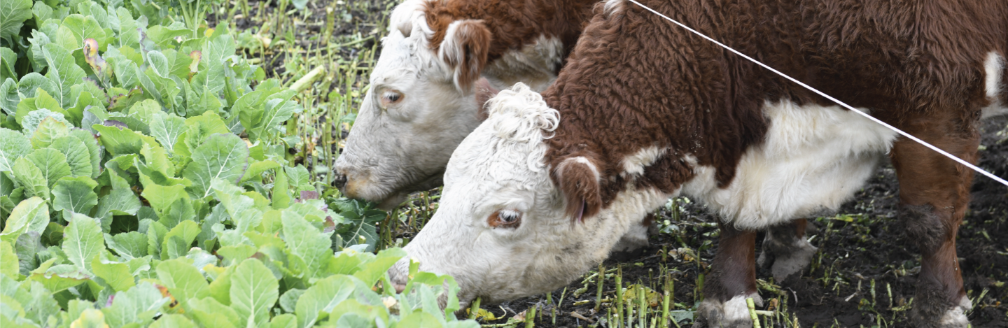 Graslan® Herbicide | FMC Australia