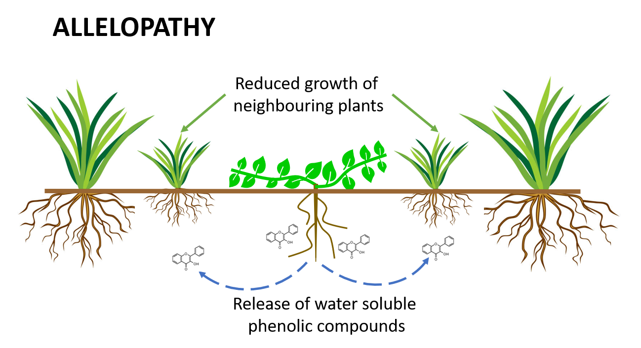 Let's talk problem weeds: Common chickweed | FMC Ag CA