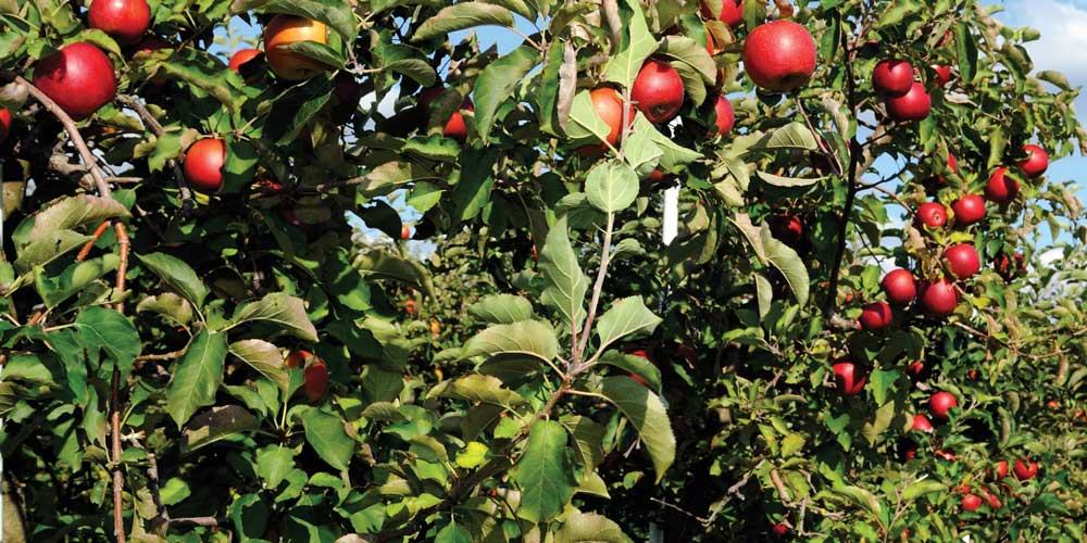 Altacor® insecticide | FMC Ag CA