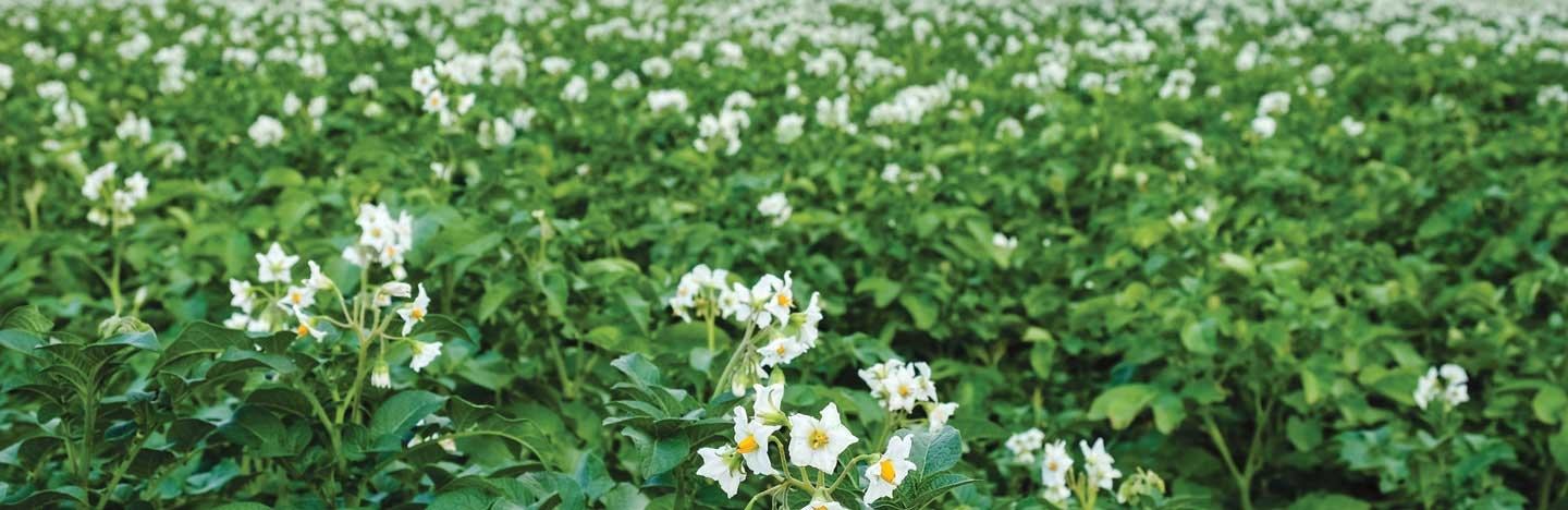 Beleaf® 50SG insecticide / West | FMC Ag CA