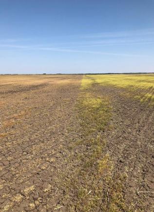 Products | FMC Ag CA