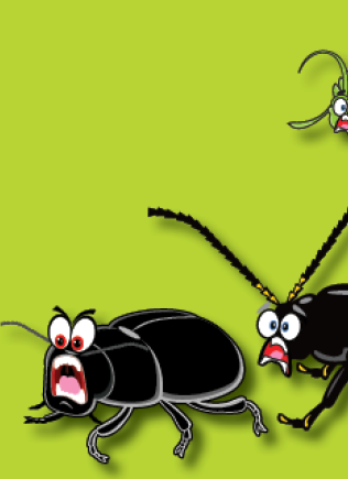 Pounce® 384EC insecticide / West | FMC Ag CA