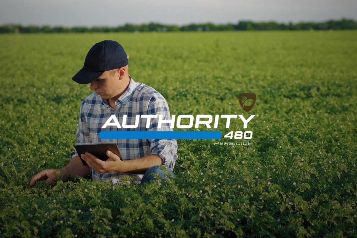 Authority® 480 herbicide / West | FMC Ag CA