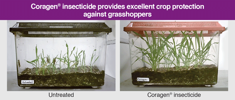 Coragen® insecticide / West | FMC Ag CA