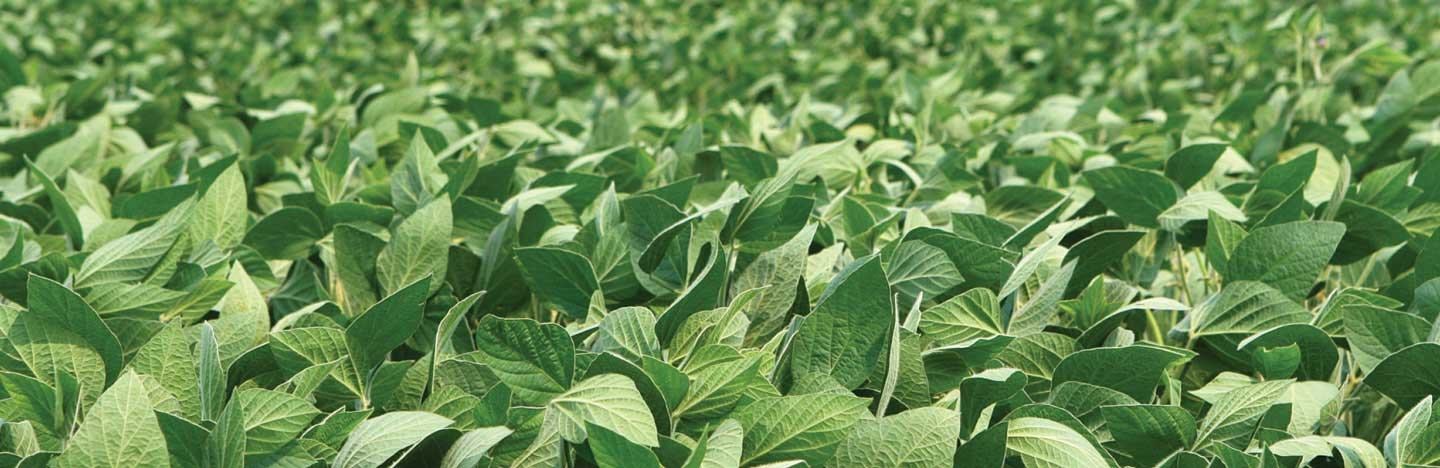 Cygon® 480-AG insecticide / East | FMC Ag CA