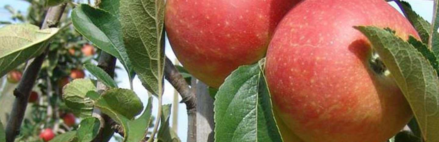 Pounce® 384 EC insecticide / East | FMC Ag CA