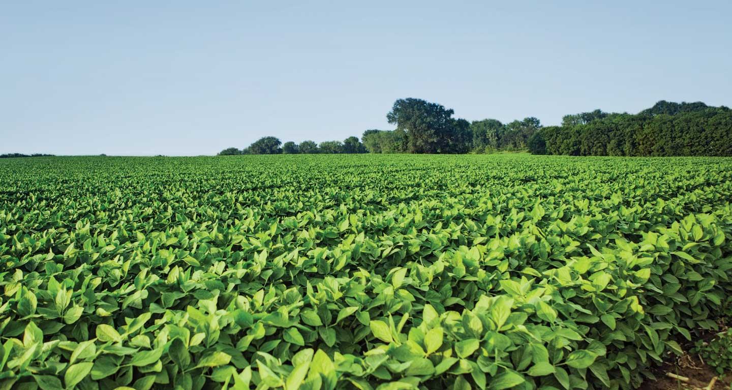 Aim® EC herbicide / East / Fall | FMC Ag CA