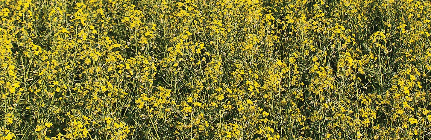 Pounce® 384EC insecticide / West | FMC Ag CA