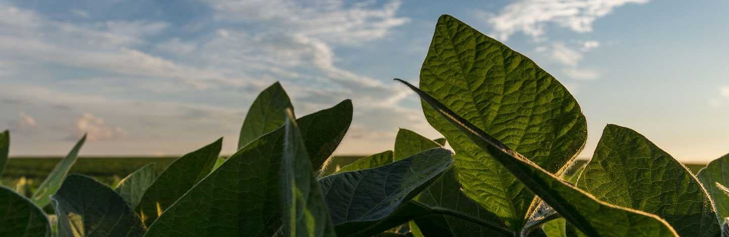 Cygon® 480-AG insecticide / West | FMC Ag CA