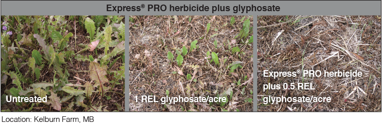 Express® PRO herbicide | FMC Ag CA