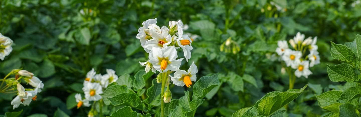 Coragen® MaX insecticide / West / Veg & Potatoes | FMC Ag CA