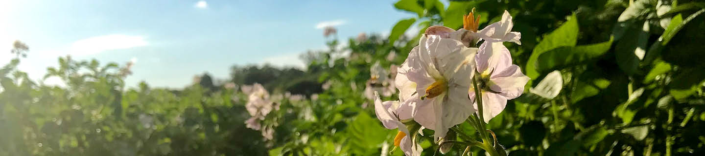 Verlängerung der Zulassung für Novitron® DamTec Herbizid! | FMC ...