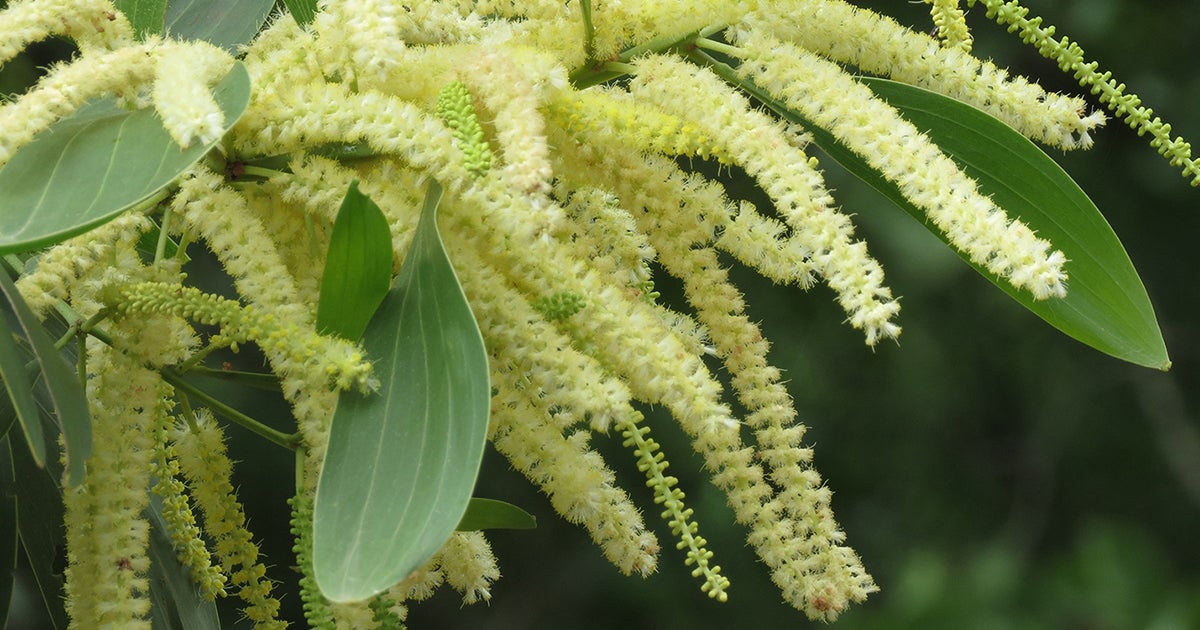 Akasia mangium | FMC Ag Indonesia
