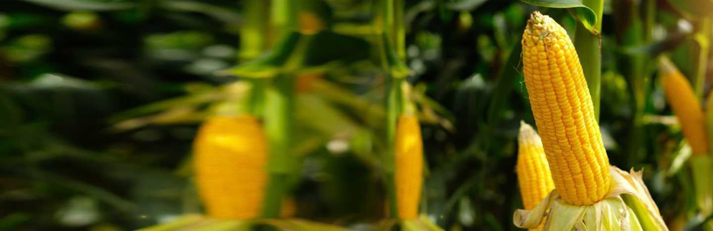 Zinatra® 700 Crop Nutrition | FMC Ag IN