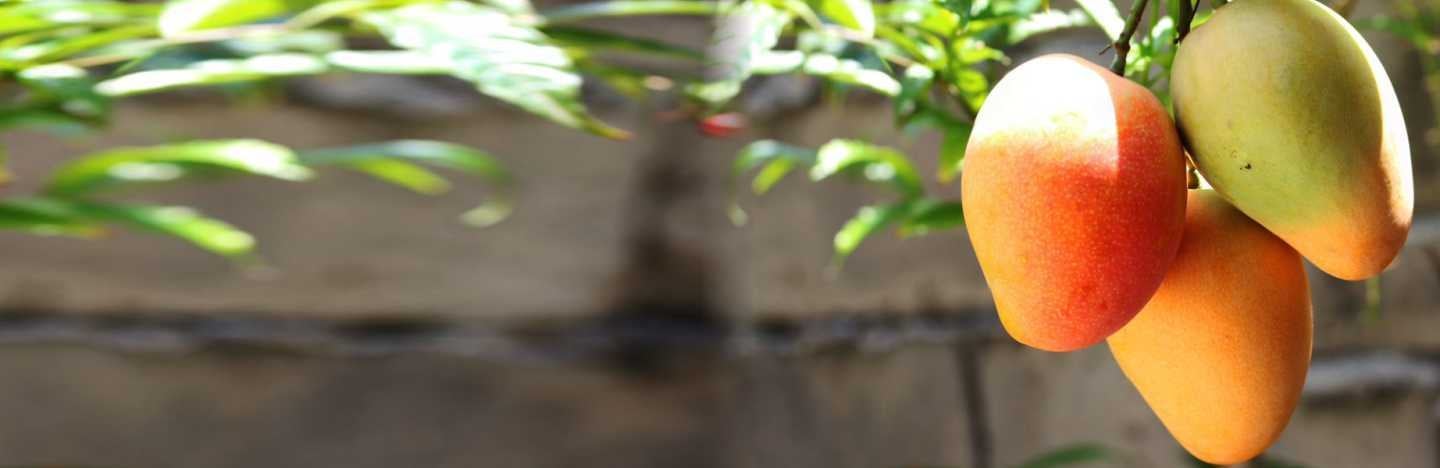 Lagan® Crop Nutrition | FMC Ag IN