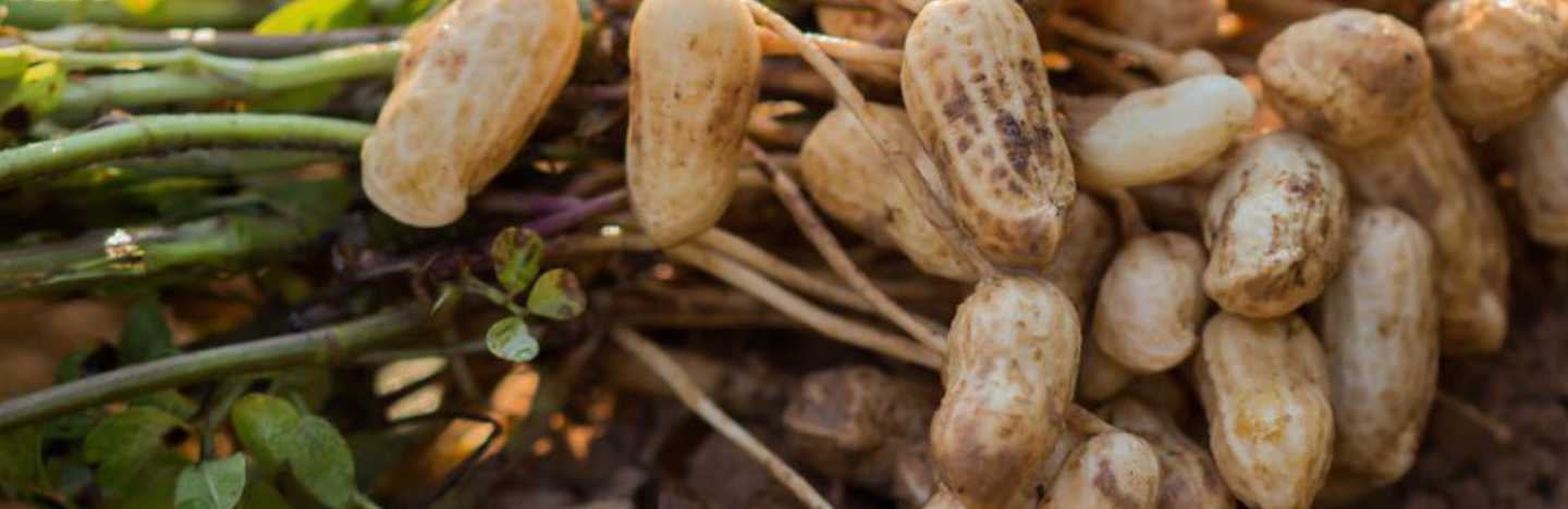 Picxel® Bio Solutions | FMC Ag IN