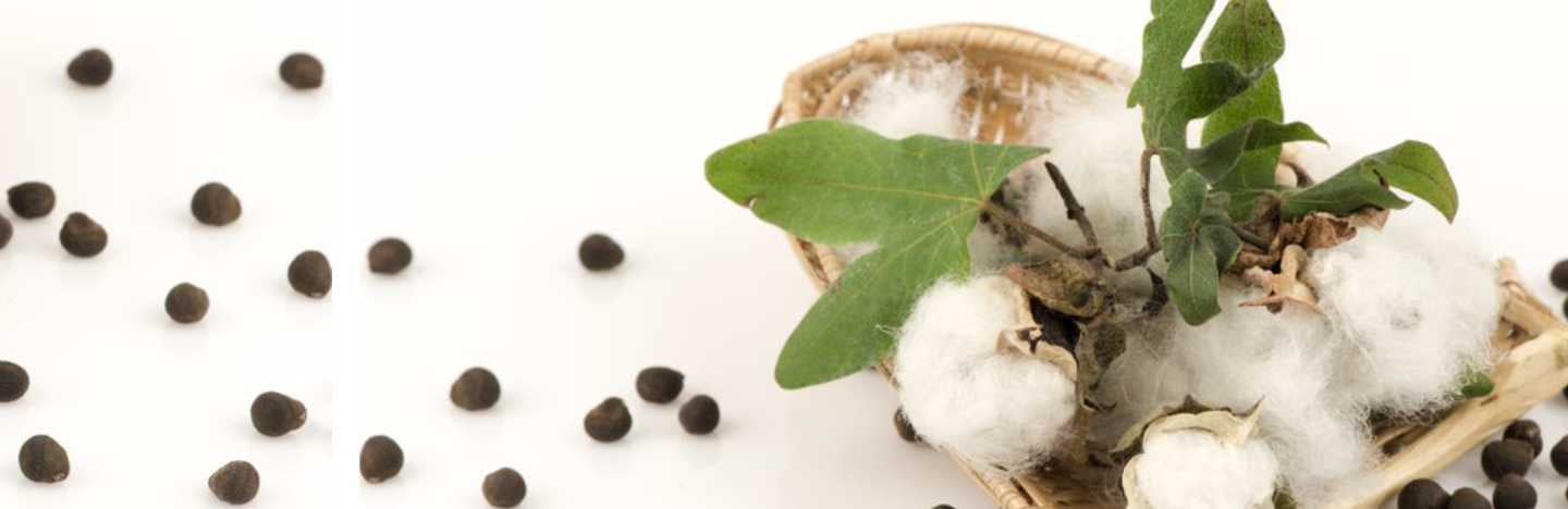 Advantage® 25DS Seed Treatment | FMC Ag IN