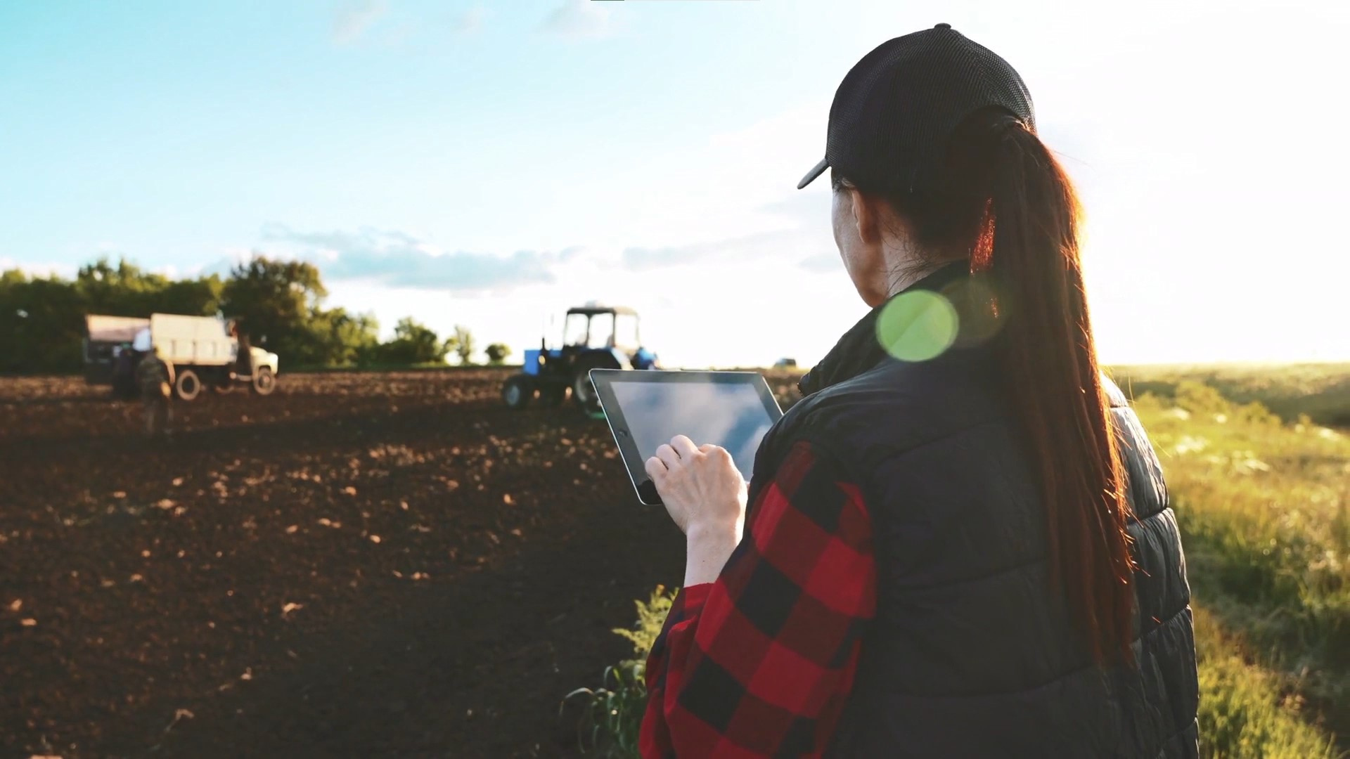 Piralide del mais, nottua del pomodoro e mosca dell'olivo: nel mirino ...
