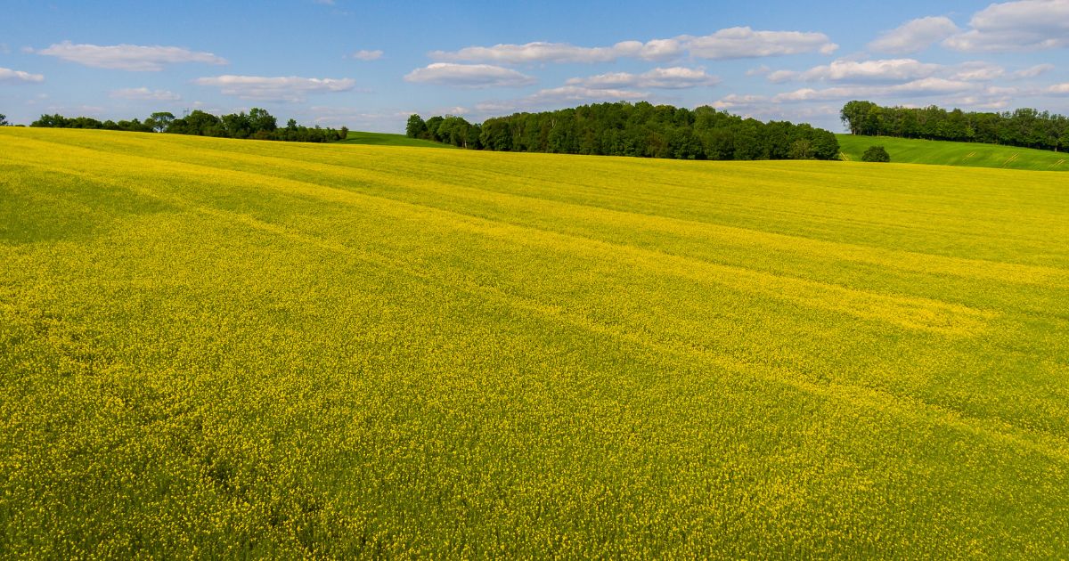 Rapsin Nawóz dolistny | FMC Agricultural Solutions Poland