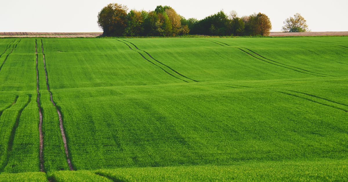 Bat 600 SC Herbicyd | FMC Agricultural Solutions Poland