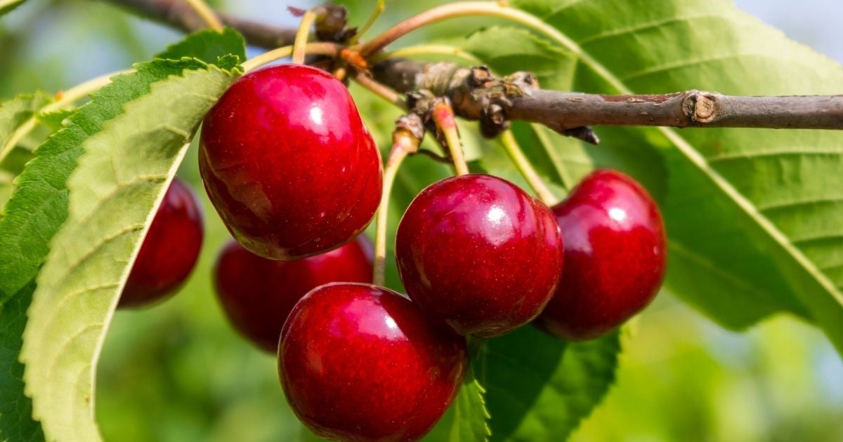 Exirel® 100 SE Insektycyd