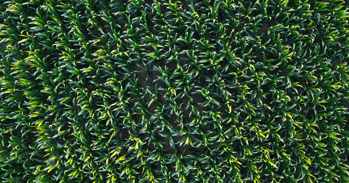 TOPGUARD® FUNGICIDE | FMC Ag US