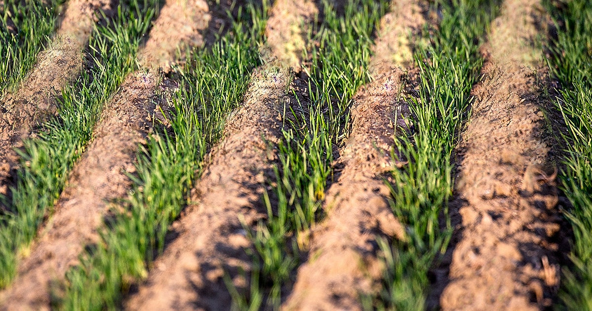 AFFINITY® BROADSPEC HERBICIDE WITH TOTALSOL® SOLUBLE GRANULES | FMC Ag US