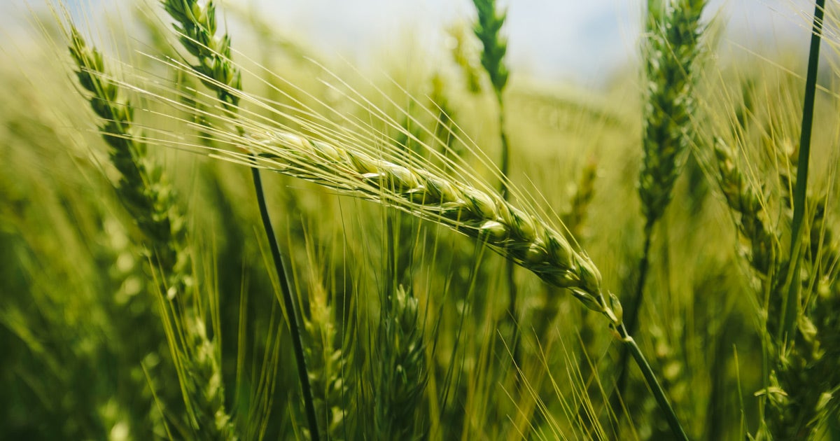 AFFINITY® TANKMIX HERBICIDE WITH TOTALSOL® SOLUBLE GRANULES | FMC Ag US