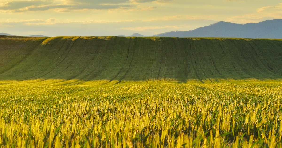 ALLY® EXTRA SG HERBICIDE WITH TOTALSOL® SOLUBLE GRANULES | FMC Ag US