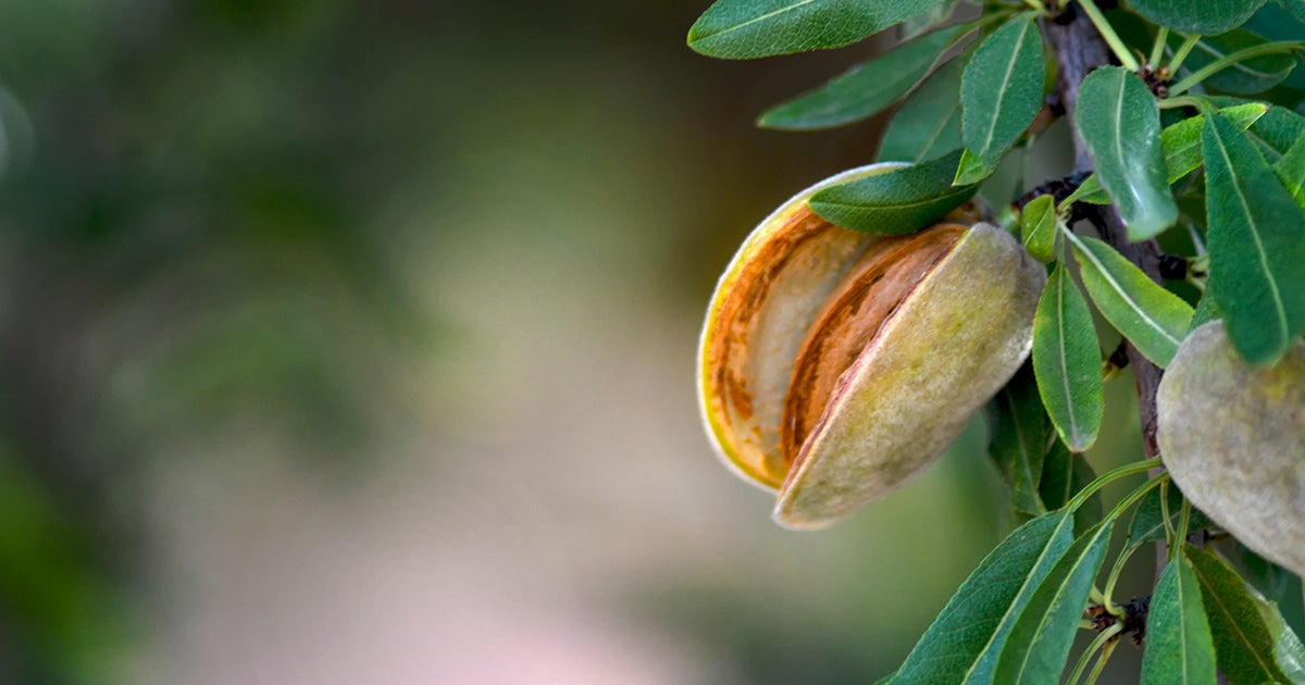 BRIGADE® WSB INSECTICIDE/MITICIDE | FMC Ag US