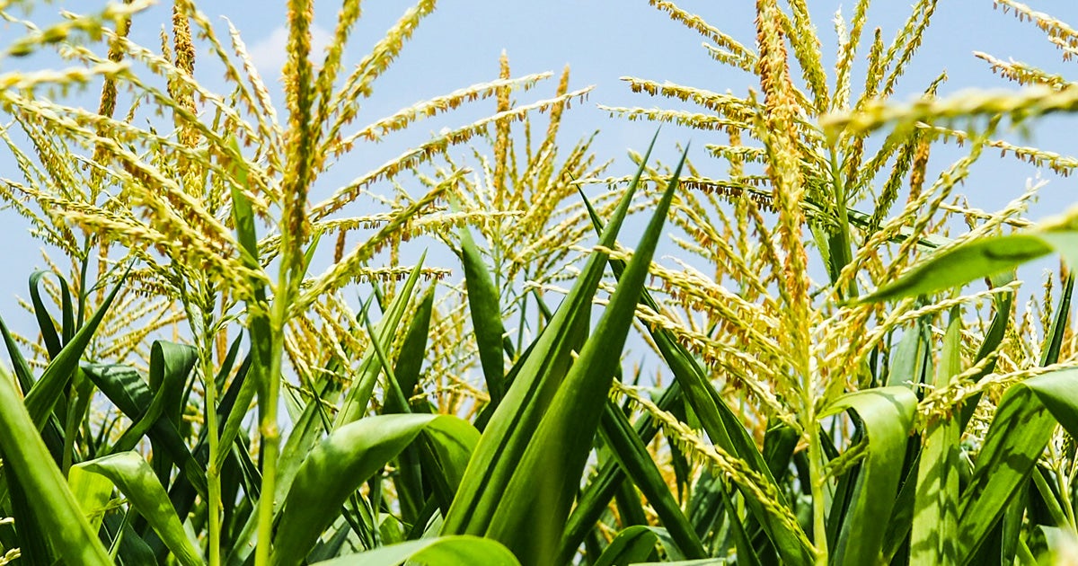 BRIGADE® 2EC INSECTICIDE/MITICIDE | FMC Ag US