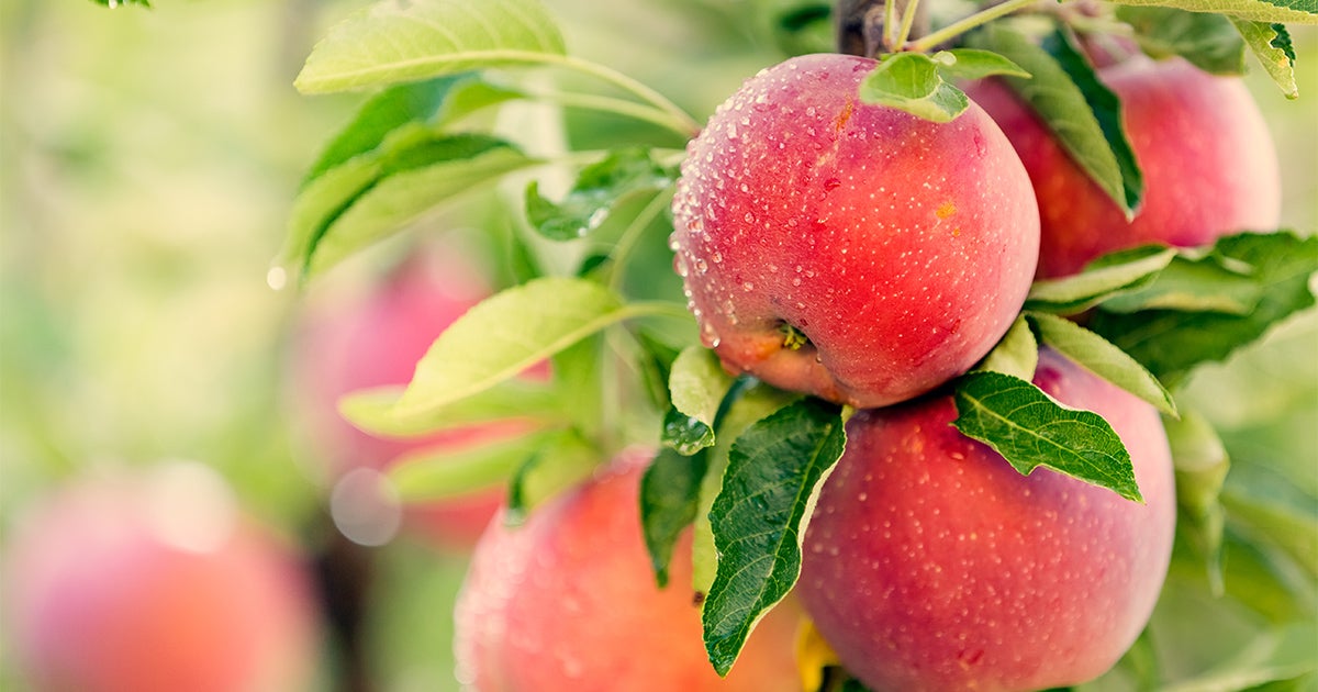 Tree Fruit | FMC Ag US