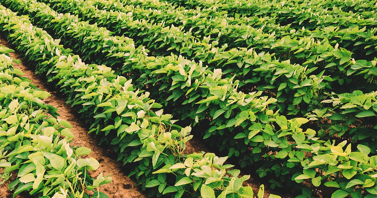 ELEVEST® INSECT CONTROL | FMC Ag US