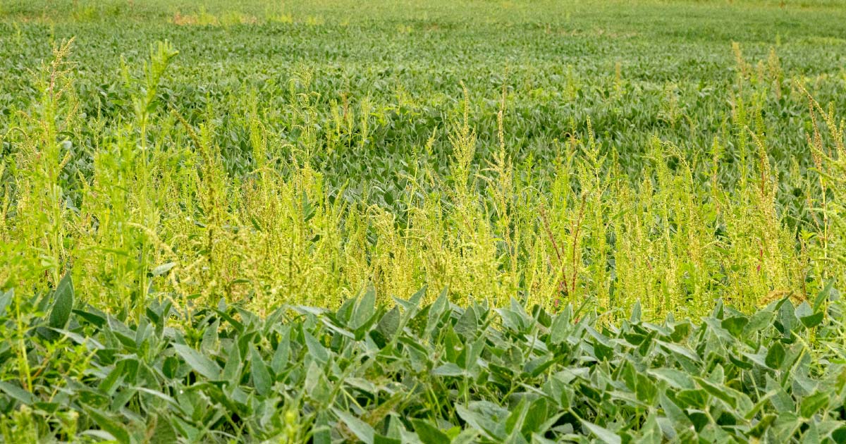Weeds: Palmer Amaranth | FMC Ag US