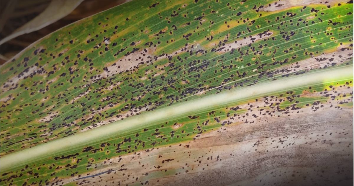 Disease: Tar Spot | FMC Ag US