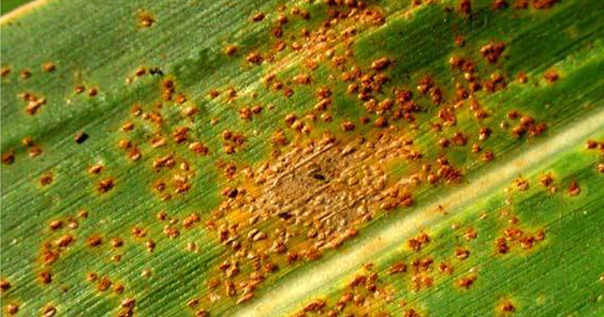 Disease: Southern Rust | FMC Ag US