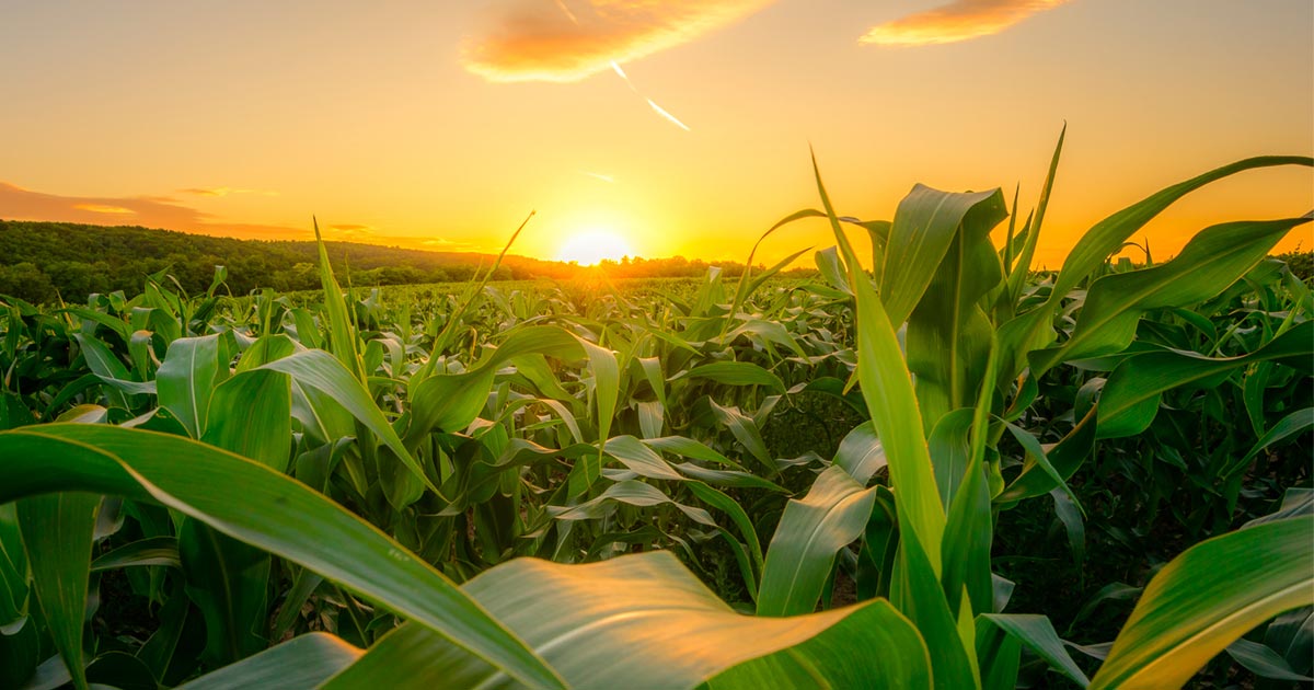 ADASTRIO® FUNGICIDE | FMC Ag US