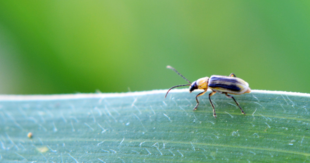 Pest: Corn Rootworm | FMC Ag US