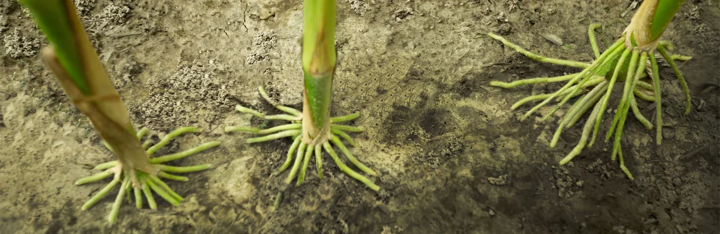 FMC Launches New Combination At-Plant Product – Ethos® Elite LFR ...