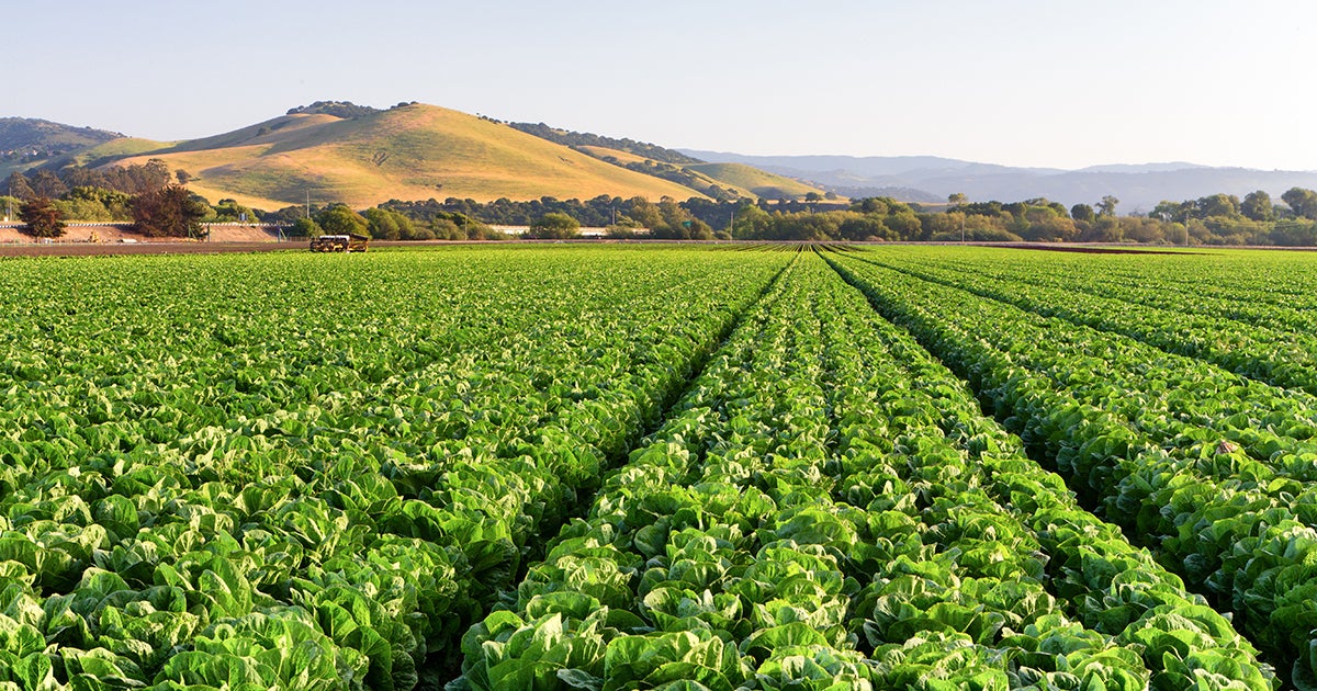 Coragen® eVo Insect Control | FMC Ag US