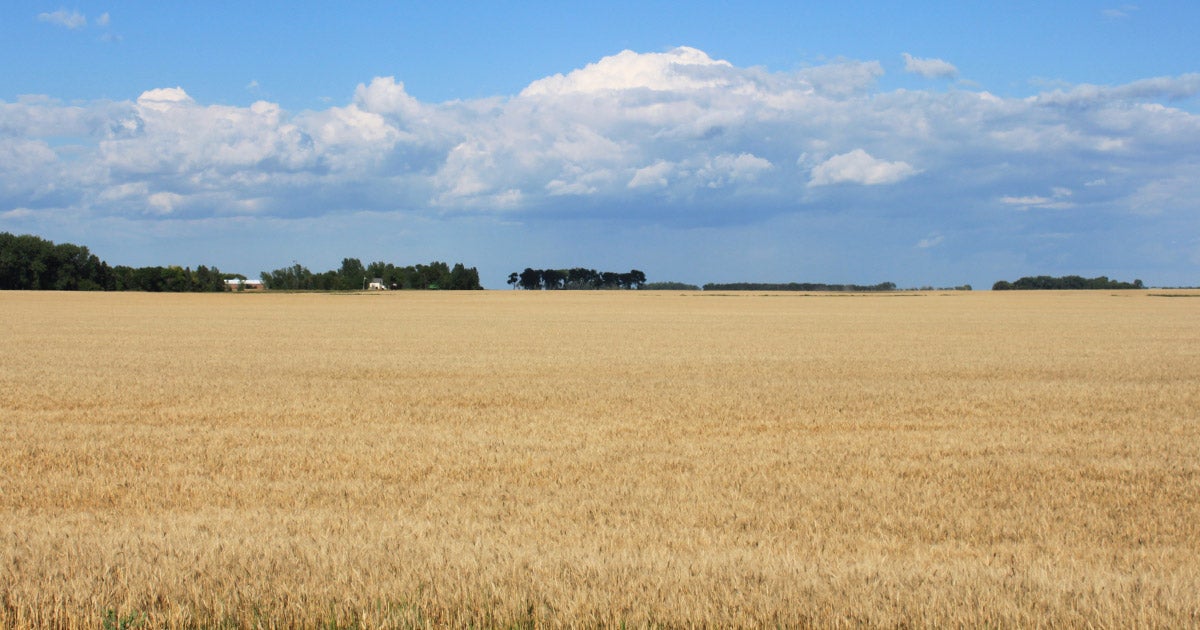 Wheat Weed Solutions: Spring Wheat | FMC Ag US
