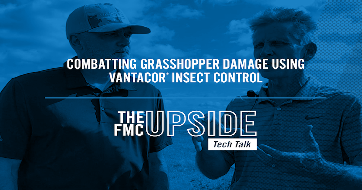 Combatting Grasshopper Damage Using Vantacor® Insect Control | FMC Ag US