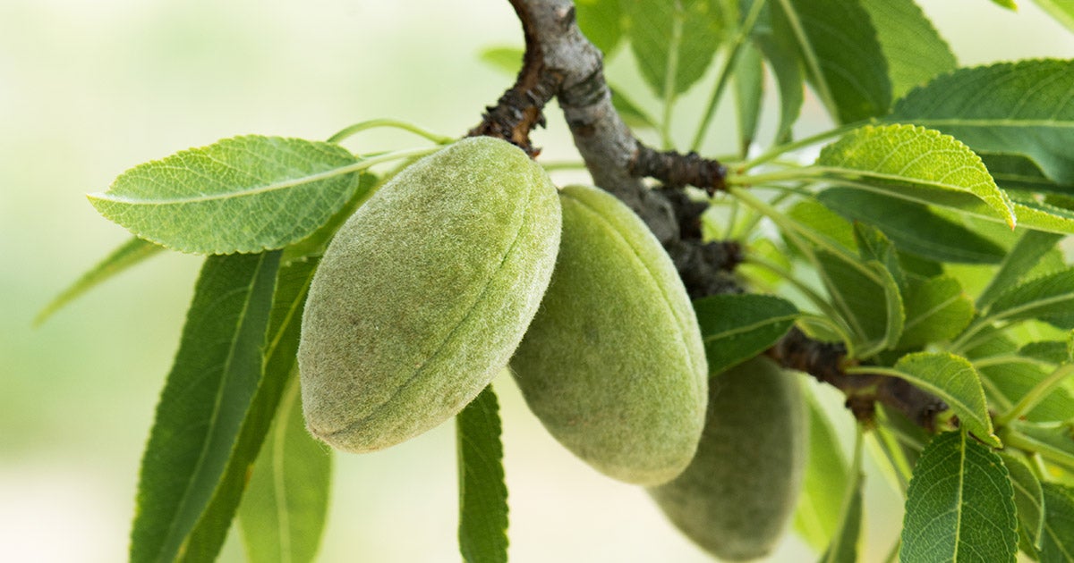 AVAUNT® EVO INSECT CONTROL | FMC Ag US