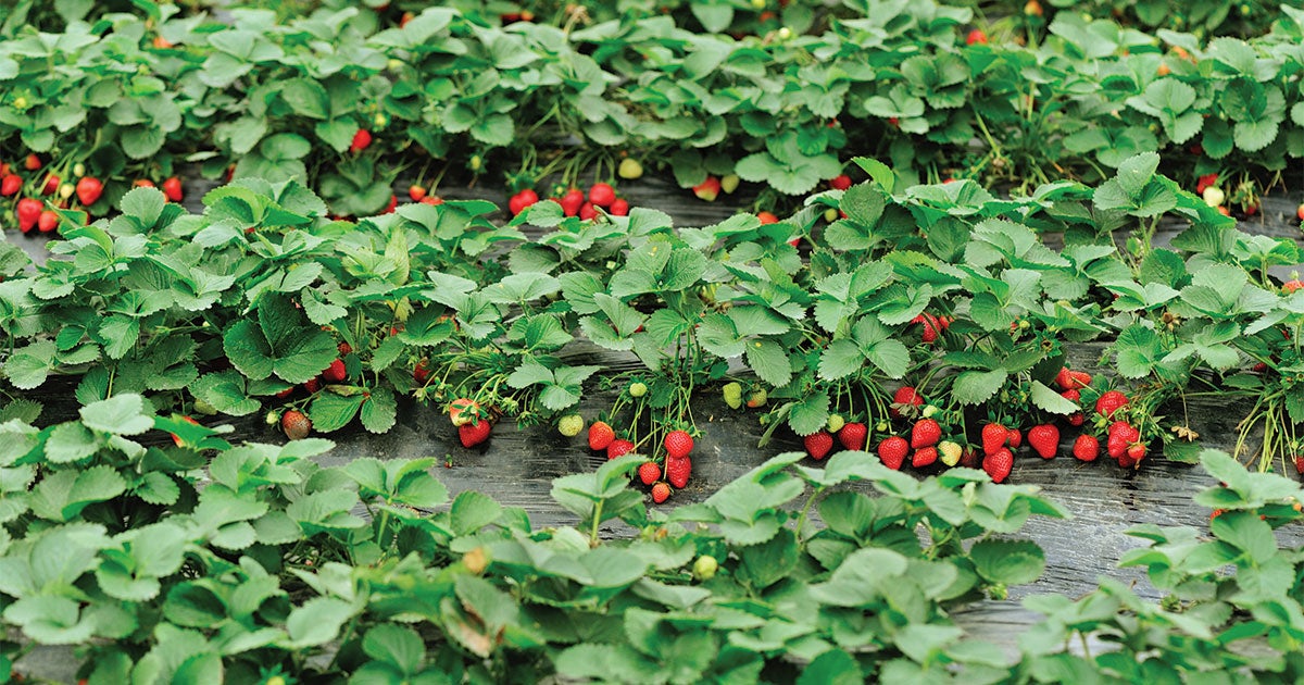 BRIGADE® EVO INSECTICIDE/MITICIDE | FMC Ag US