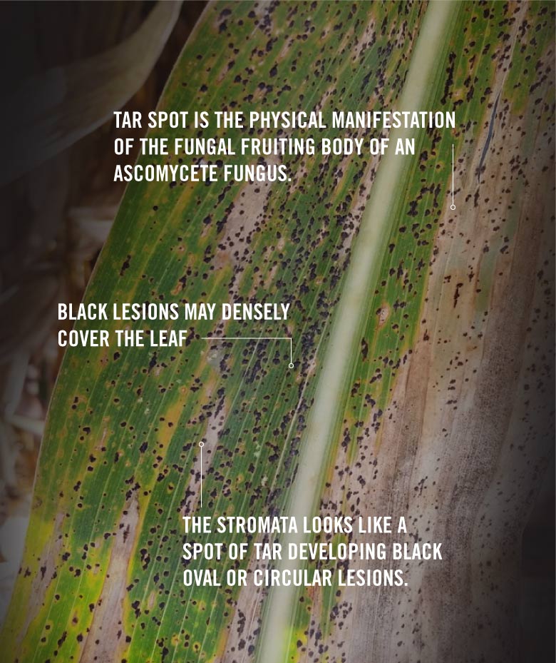 Disease: Tar Spot | FMC Ag US