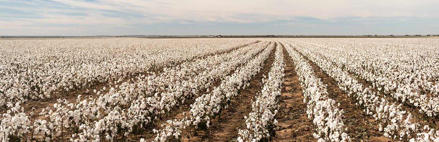 AIM® EC HERBICIDE | FMC Ag US