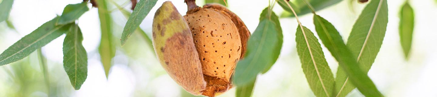 Almond Pest: Navel Orangeworm | FMC Ag US