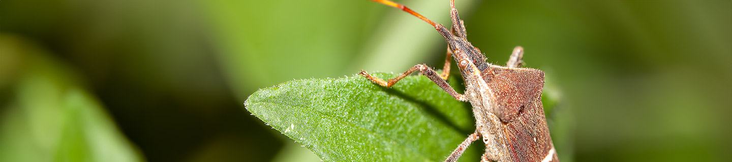 Almond Pest: Plant Bug | FMC Ag US