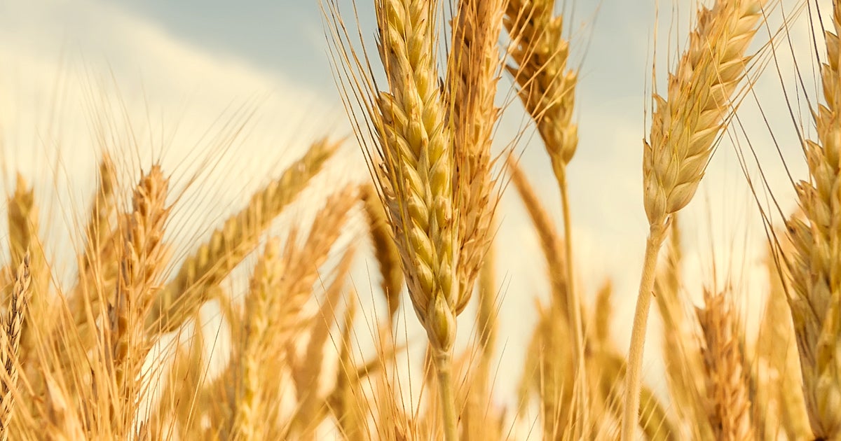 ANTHEM® FLEX HERBICIDE | FMC Ag US