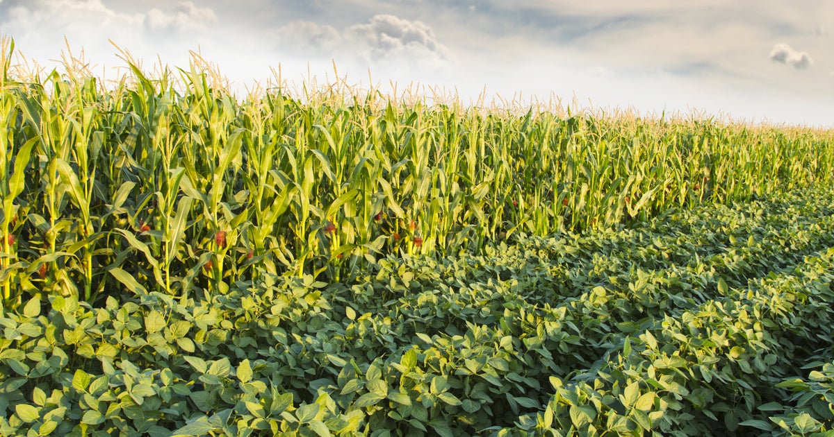 ANTHEM® MAXX HERBICIDE | FMC Ag US